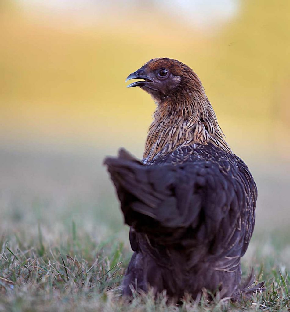 Landrace Fowl - Backyard Poultry